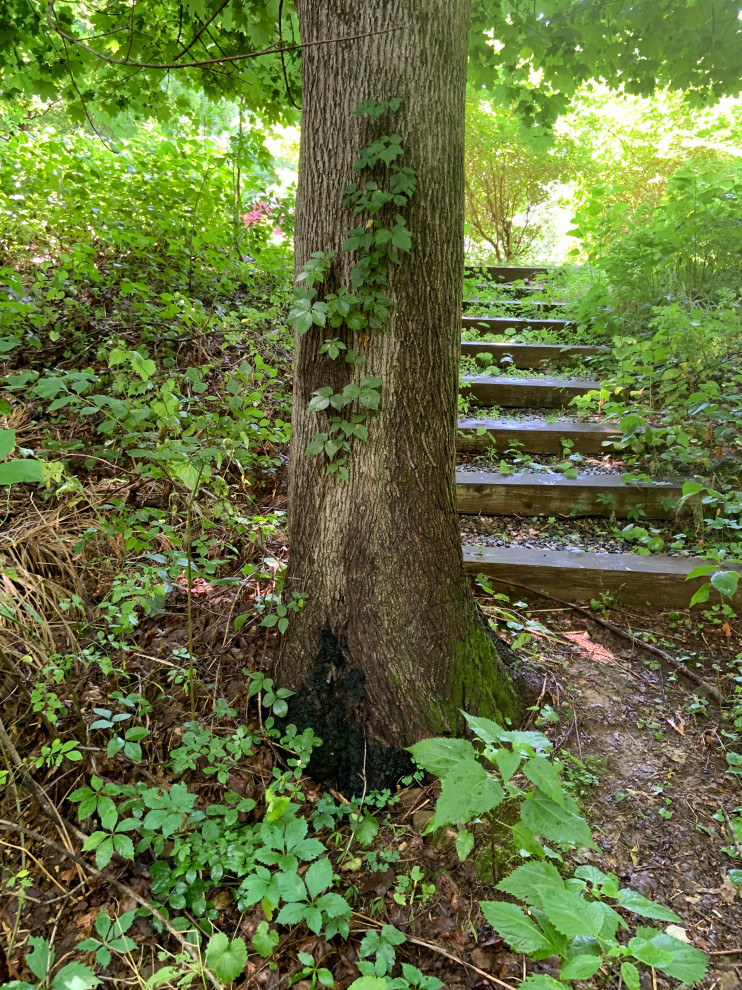 Norway Maple trunk/root rot?