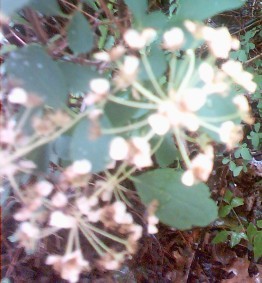 hedge identification