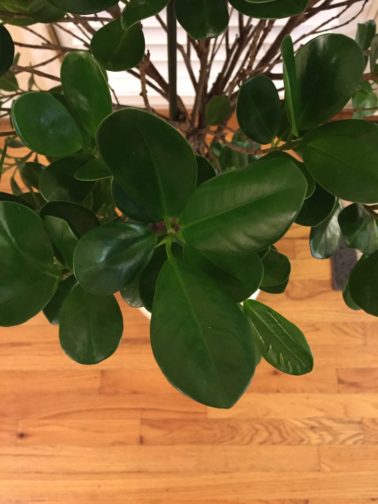 Ficus Tree Losing Leaves