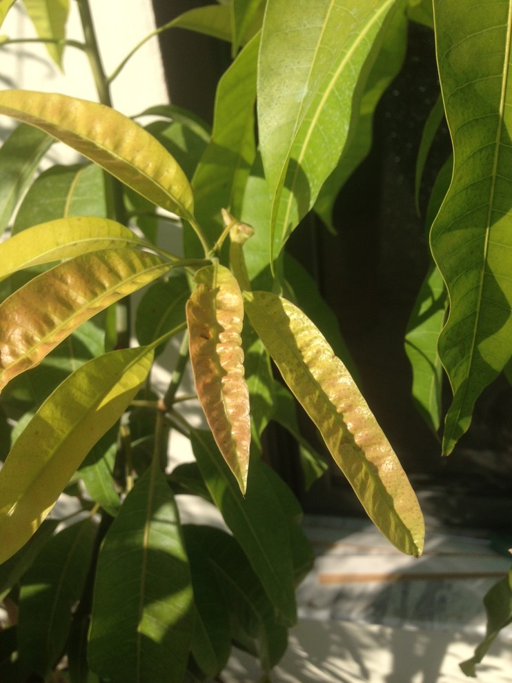 Mango leaves look chlorotic
