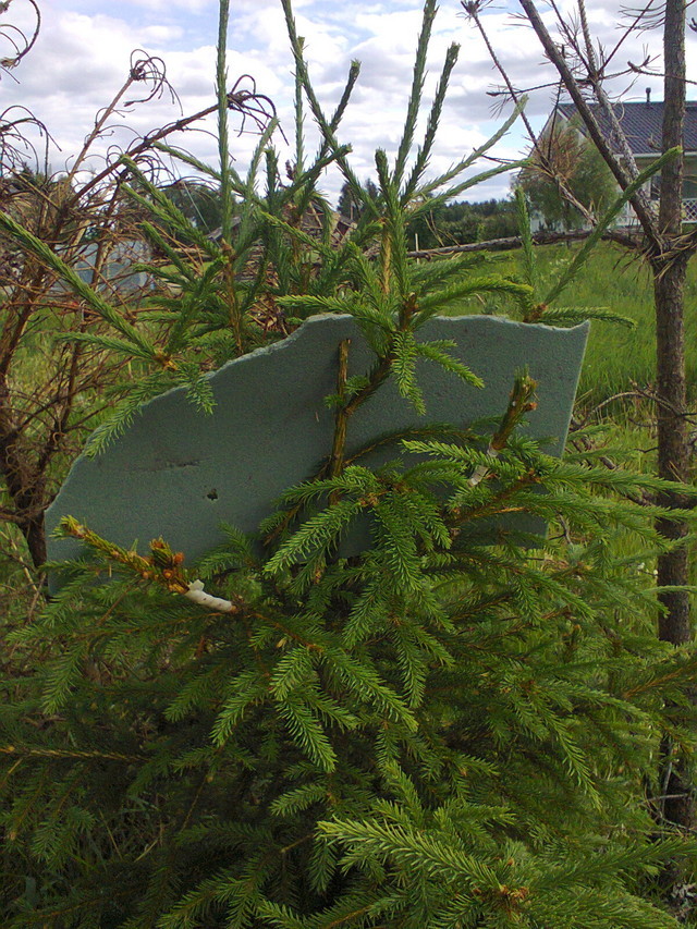 Field grafting gold conifer into artificial shade | Houzz Forum