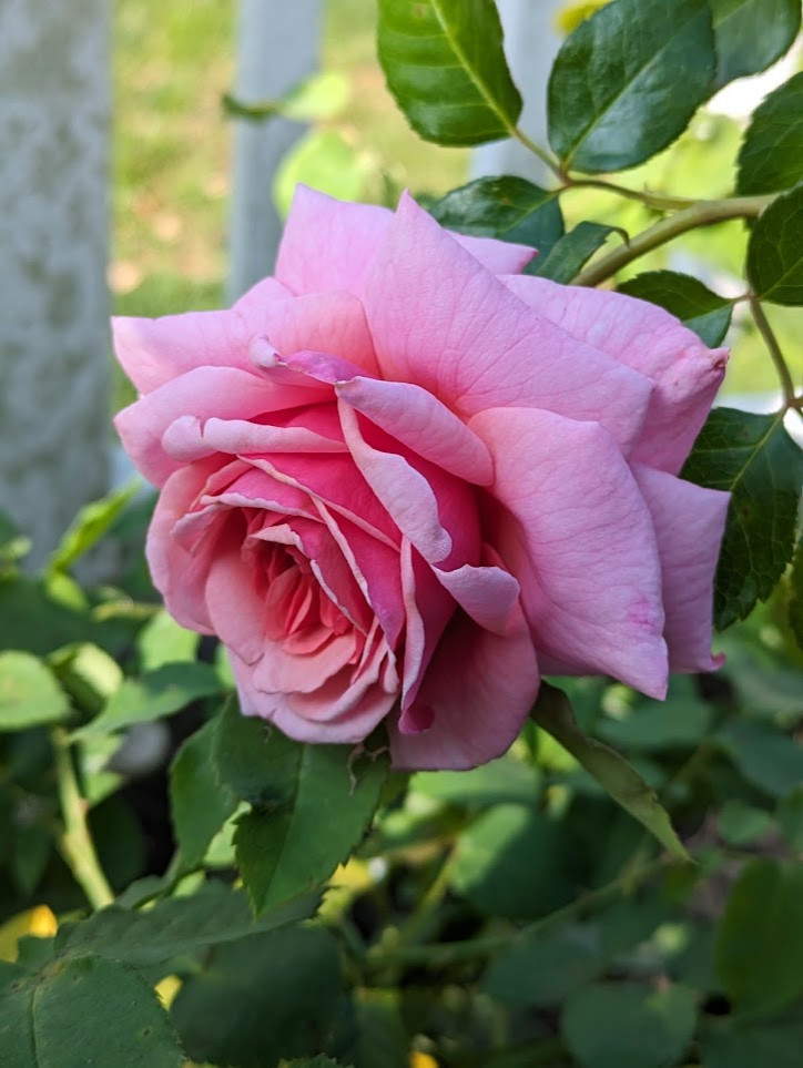 Rose identification help