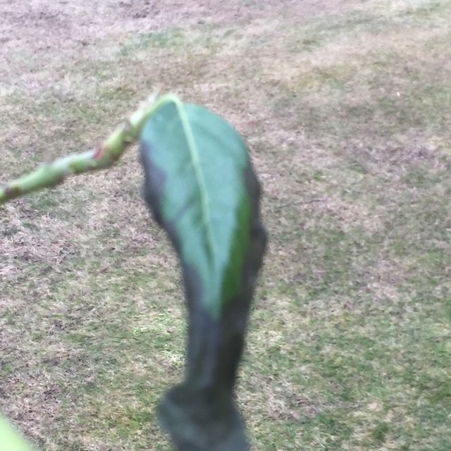 Dying Indoor Dwarf Avocado Tree