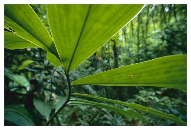 "Spiral Ginger leaves, Barro Colorado Island, Panama" Print, 20"x14 ...