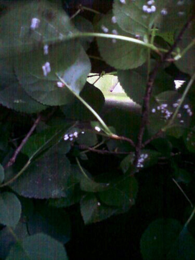 climbing hydrangea infestation