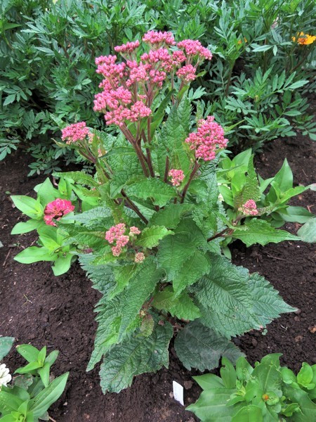 Eupatorium purpureum Euphoria 'Ruby'