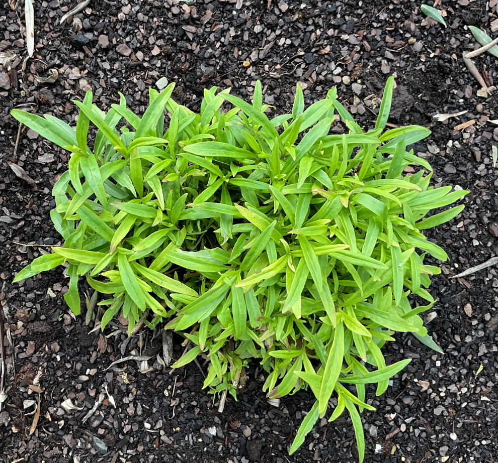 Can I divide clumps of Penstemon and Salvia Amistad? | Houzz Forum