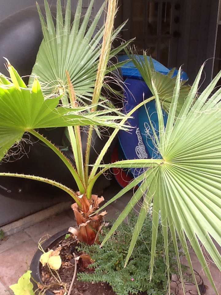 Potted Palm Fronds Not Opening