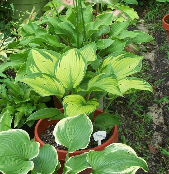 Hosta B 2014