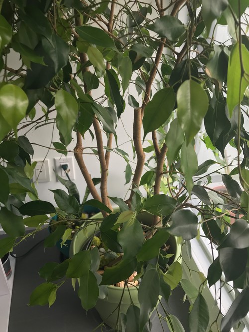 Ficus Benjamina with multi trunks