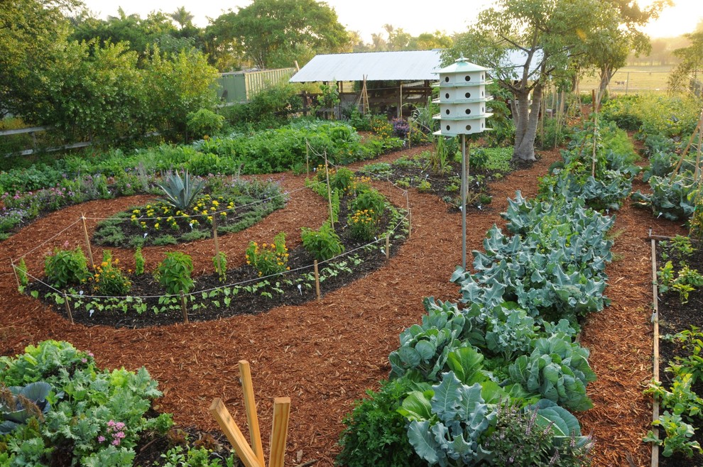 Miami Landscape Design Ideas - Tropical - Garden - Miami - by Knoll ...