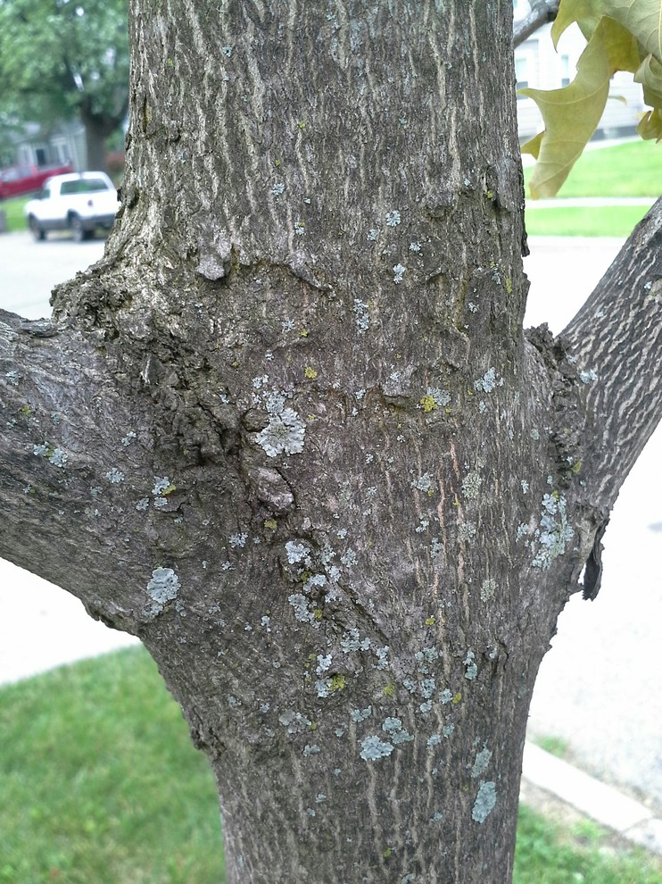 Young sugar maple suddenly looks like it's dying