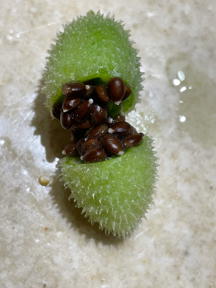 What is this seed pod?