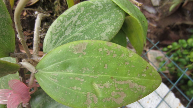 Hoya wibergiae?