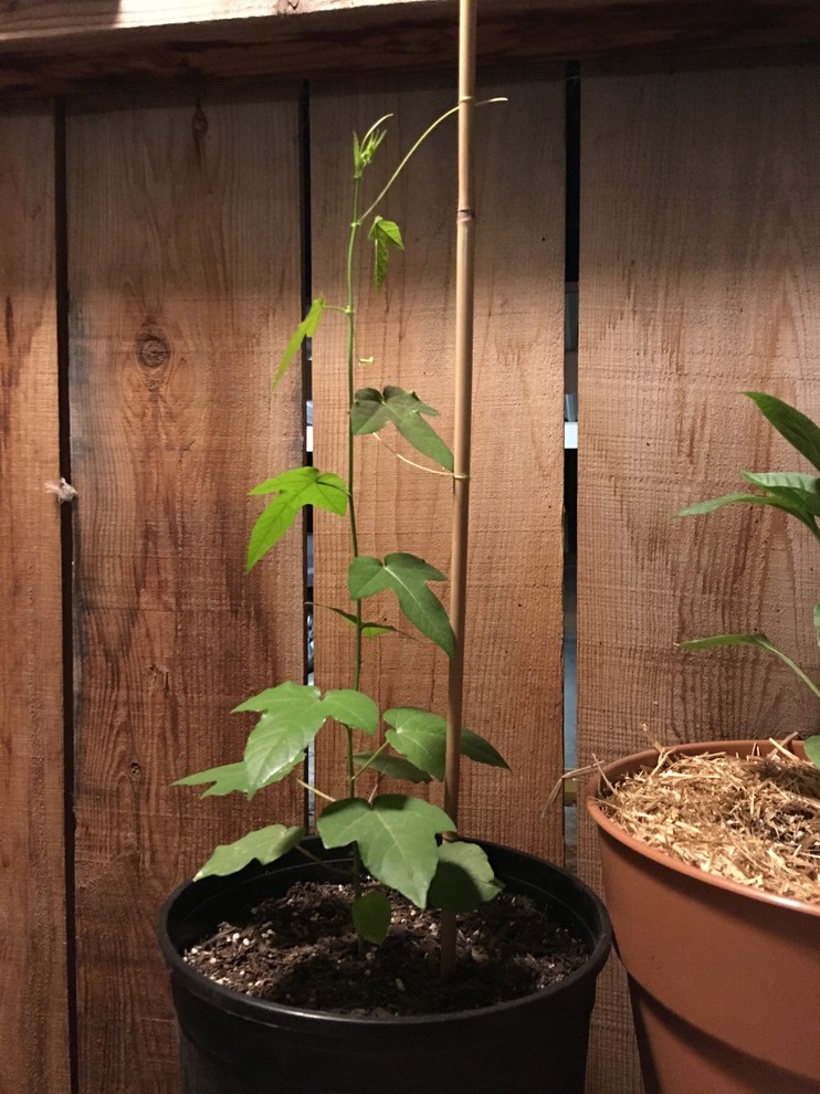 Sapling identification