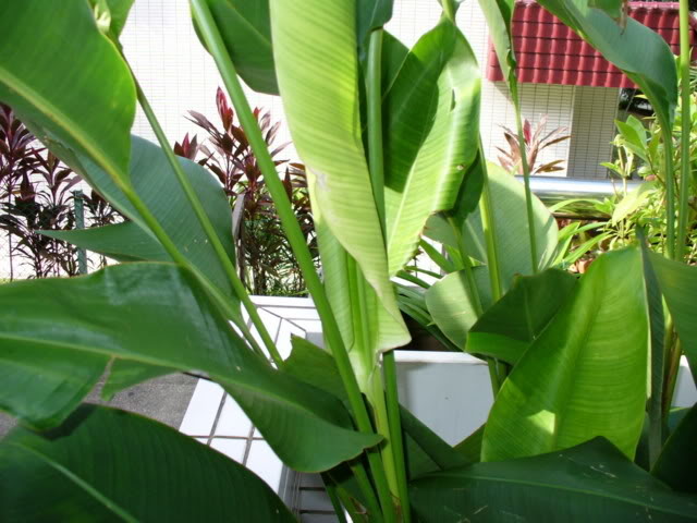 Heliconia problem- what causes these white leaves?