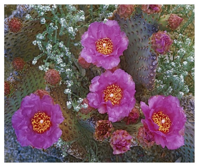 "Beavertail Cactus flowering, Arizona" Paper Print by Tim Fitzharris ...