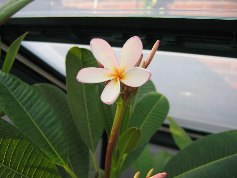 First flowers