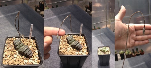 Haworthia flower spike necrosis (???) -- causes anyone?