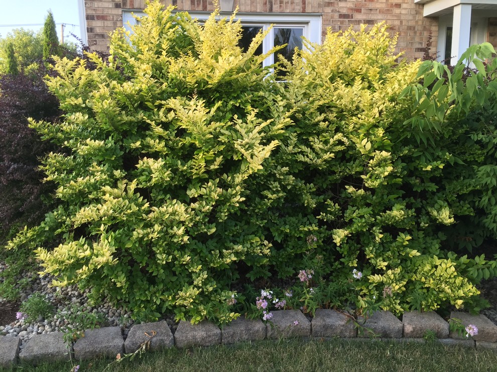 Shrub identification