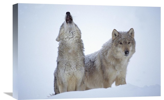 "Timber Wolves Close-Up Portrait Of Pair Howling In Snow, North America ...