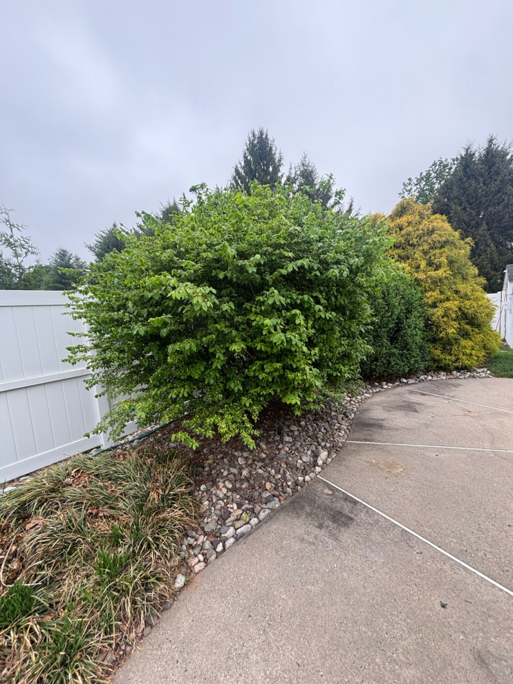 are burning bushes really that invasive?