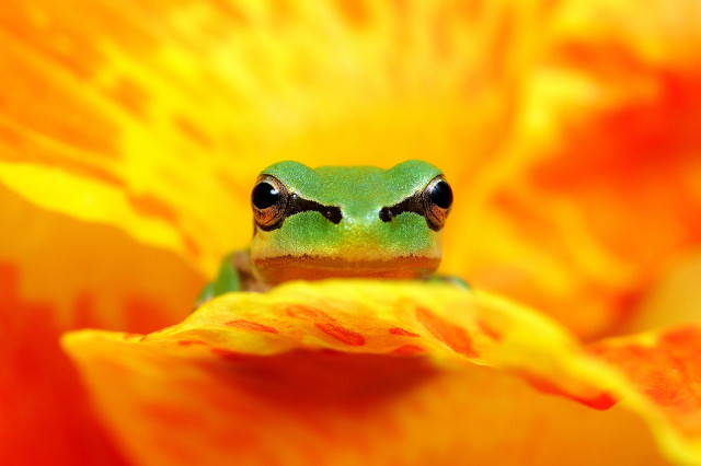 Hyla Green Frog Yellow Orange Flower Petals Wildlife Photo Loose Wall ...