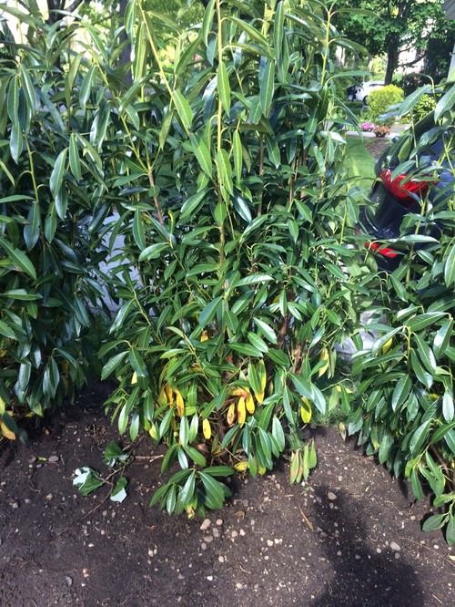 Skip Laurel Help needed!