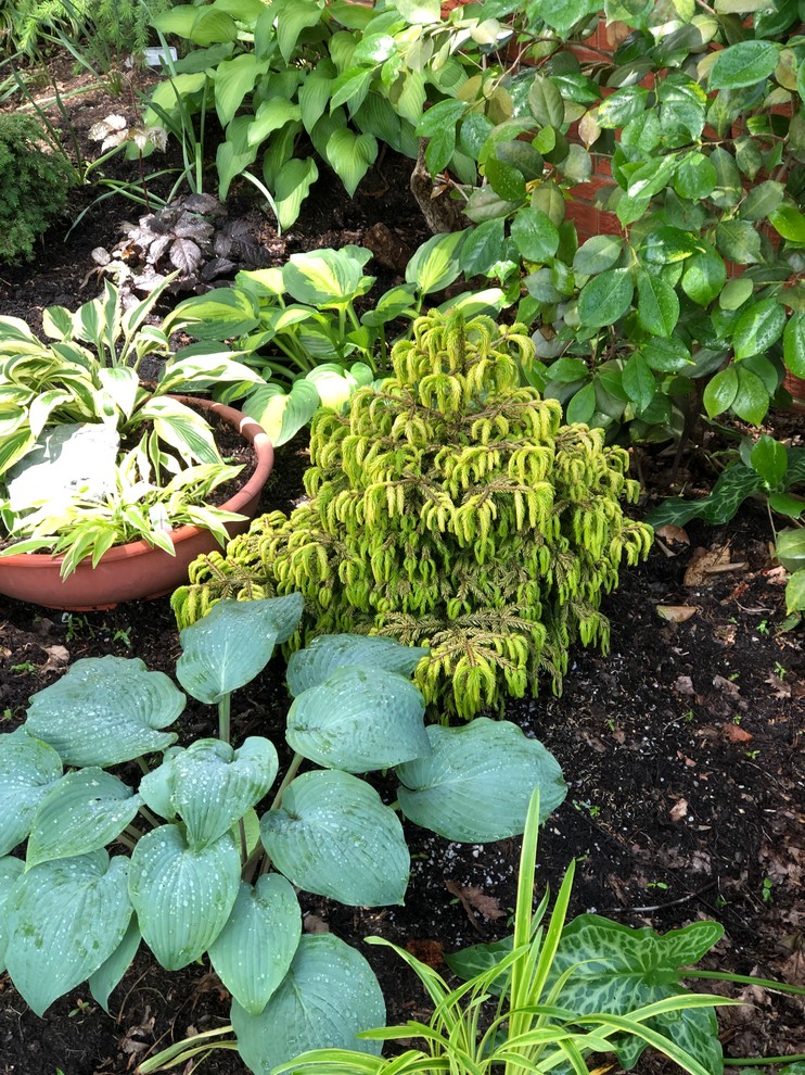 Picea orientalis ‘Firefly’. Two weeks planted drooping? Help