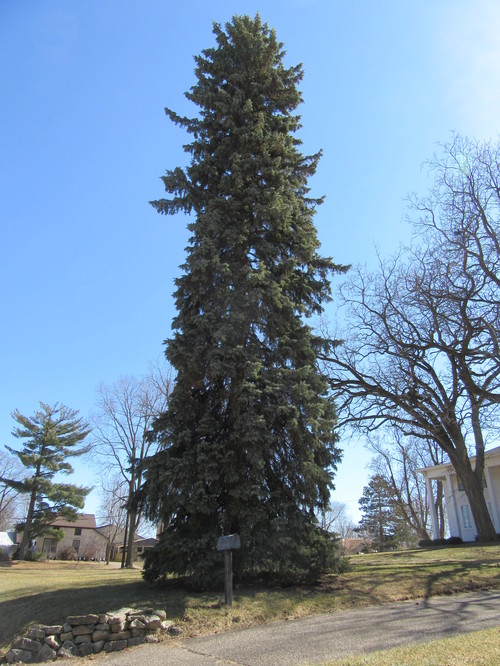 fastigiate Picea pungens