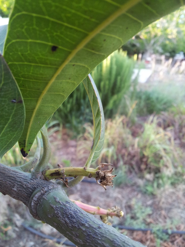 Help identifying mango problem