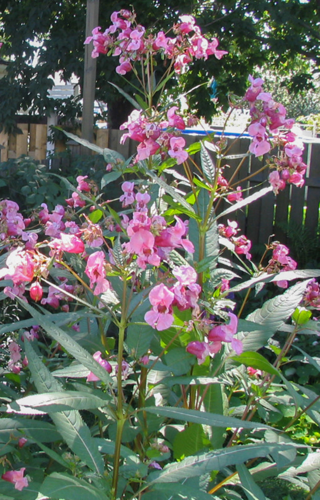 Name these tall pink flowers
