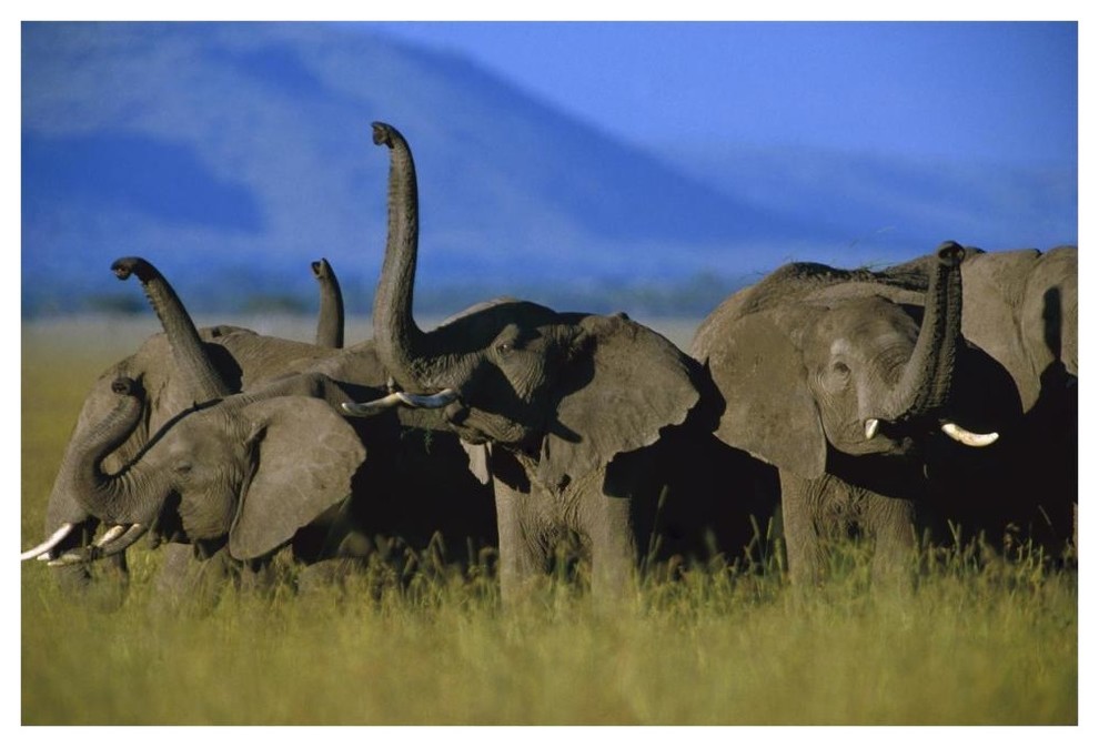 "African Elephant herd sniffing the air, Kenya" Print by Tim Fitzharris ...