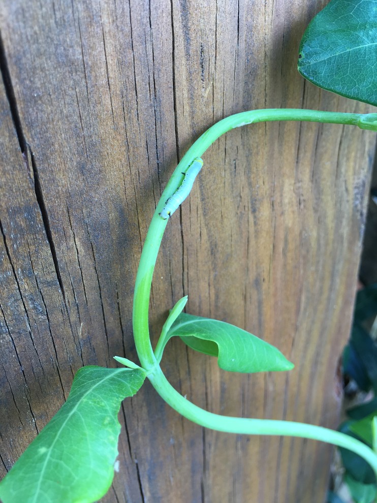 Blue-green caterpillar with spike tail?