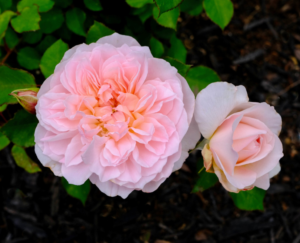 Mary Magdalene - my first David Austin rose this spring!