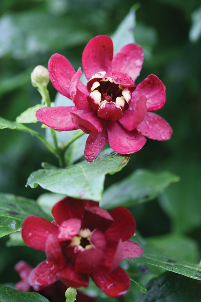 Great Design Plant: Calycanthus Floridus