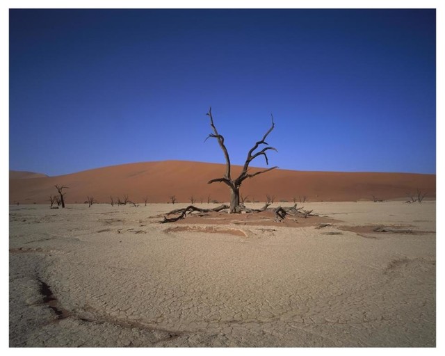 "Camelthorn Snag on Desert Pan, Namib-Naukluft National Park, Namibia ...