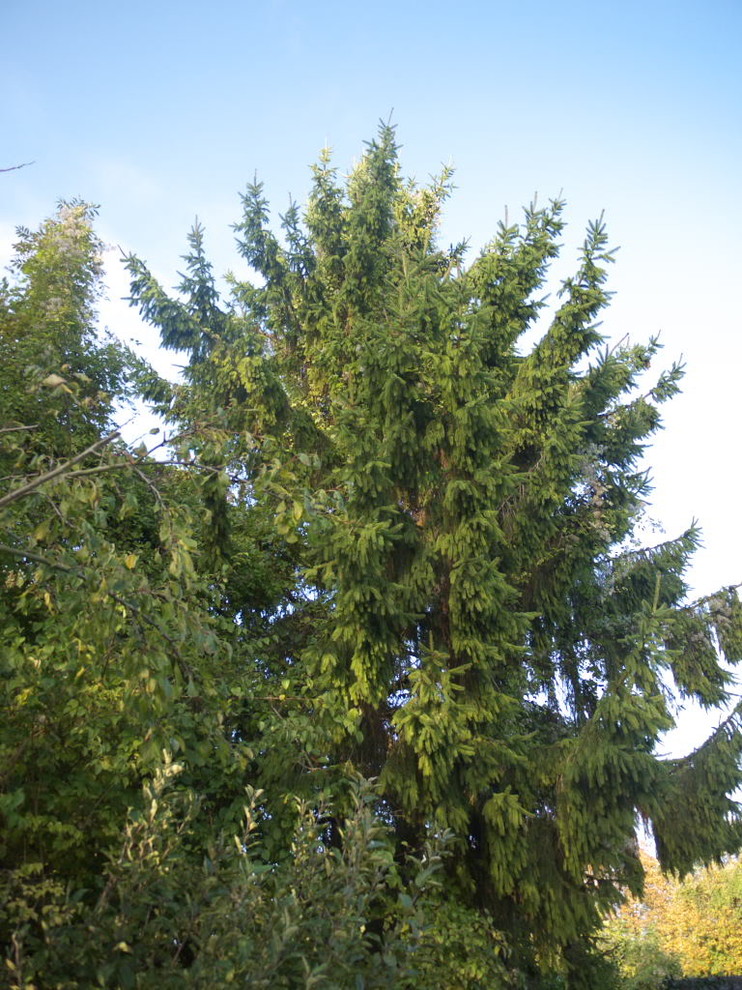 Which Picea species is this and other questions