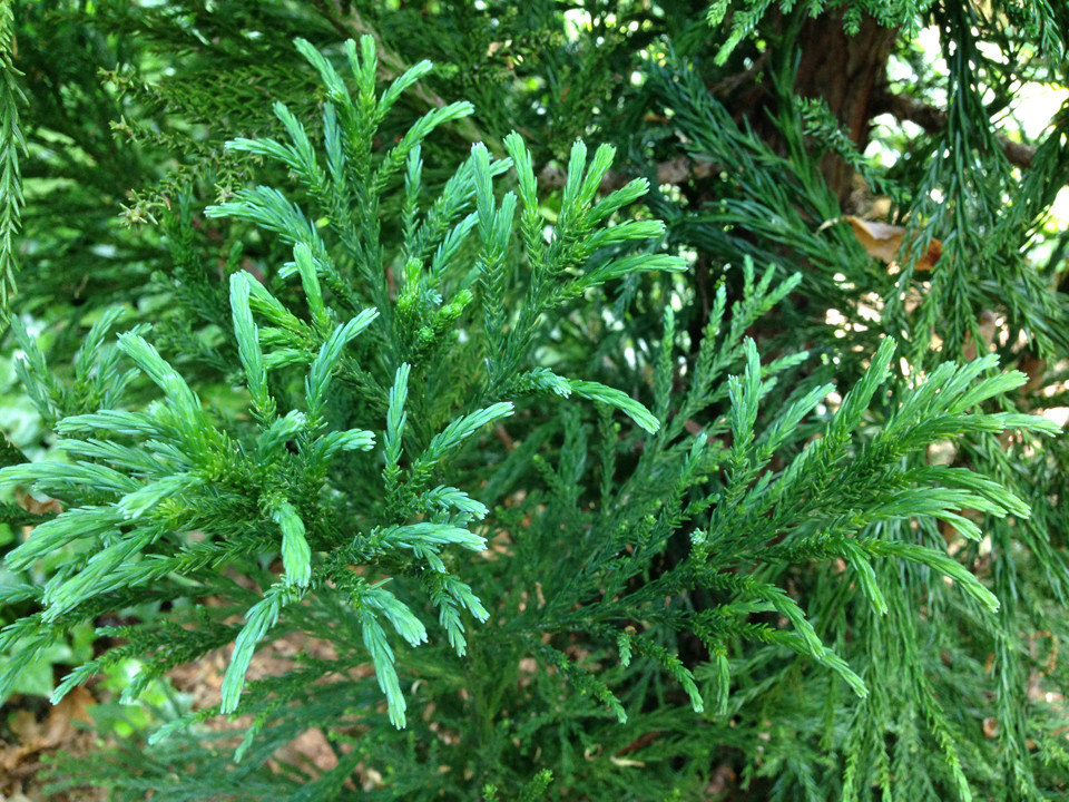 Japanese Cedar / Cryptomeria brown on new growth?