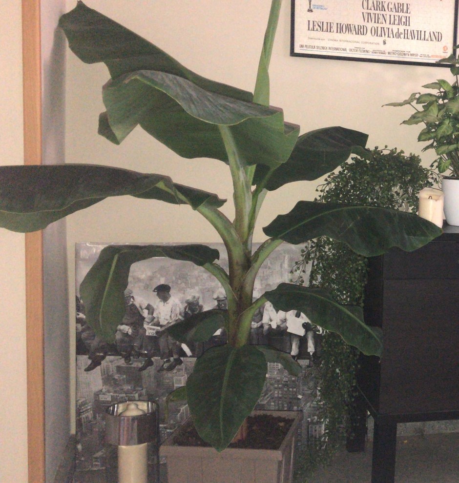 HELP! my banana plant won't stop drooping!