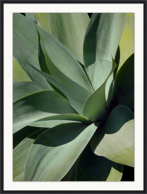 Bold Agave 1, Giclee Reproduction Artwork, 31.5x41.5 - Tropical ...