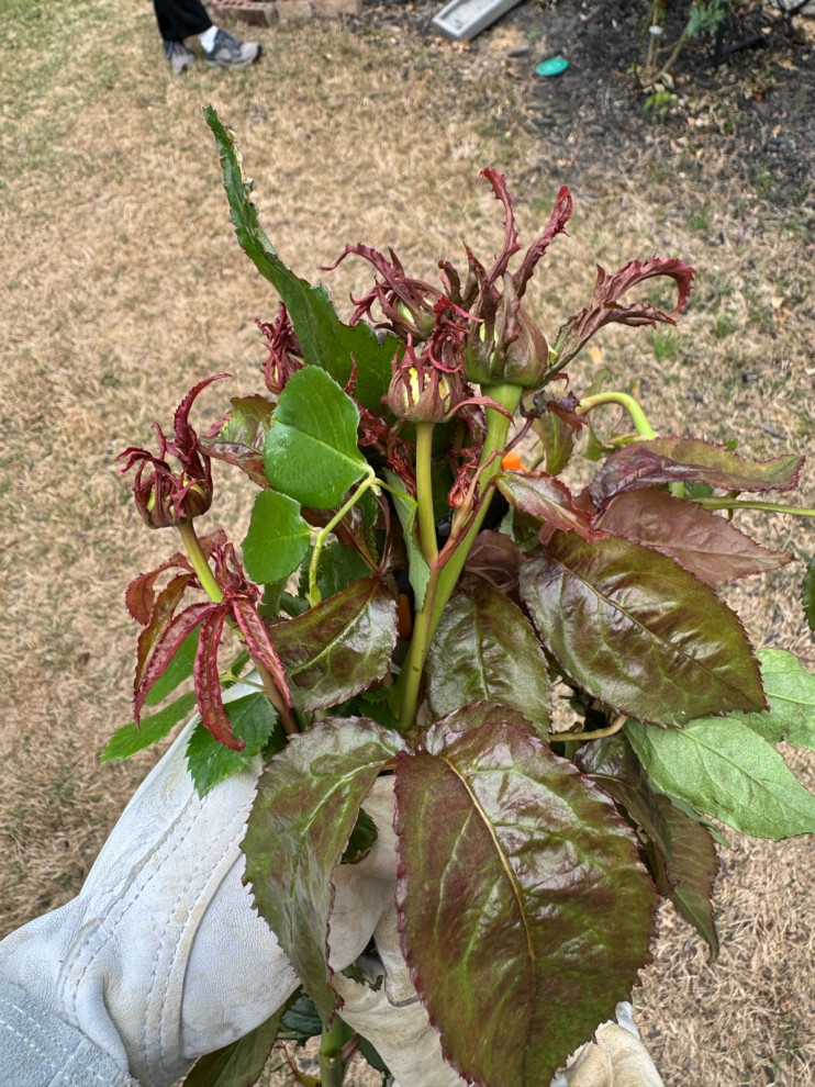 Does this look like rose rosette?