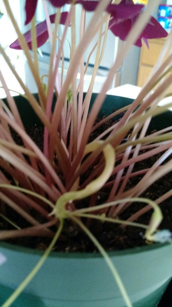 Shamrock "alien" growing in pot
