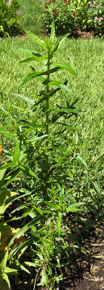 Plant ID - buttonweed variety? 9a/SW Houston