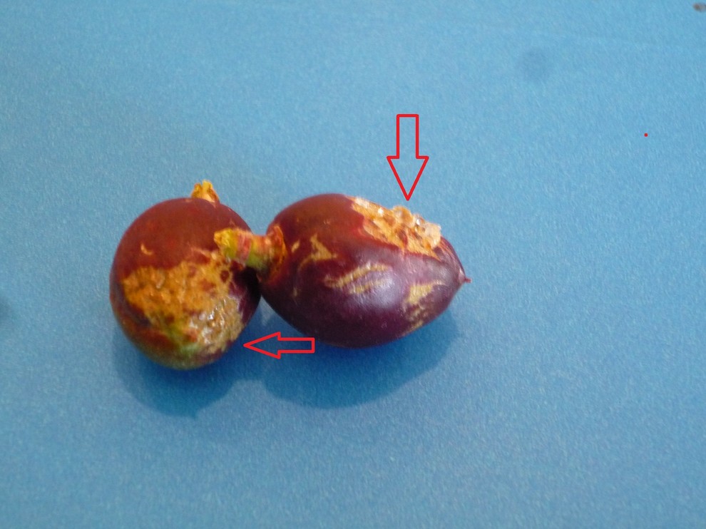 What is wrong with the outer skin of my nectarine?