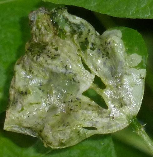 Whitish spots on runner bean leaves