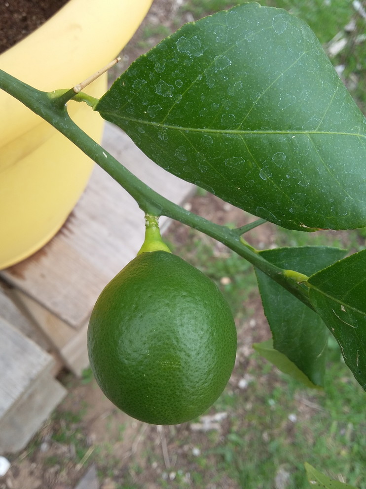 Not Sweet Sambo? Fruit have smooth rinds.