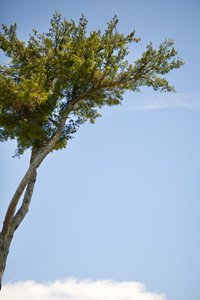 Fine Art Photograph, Tall Tree, Fine Art Paper Giclee, 24"x36 ...