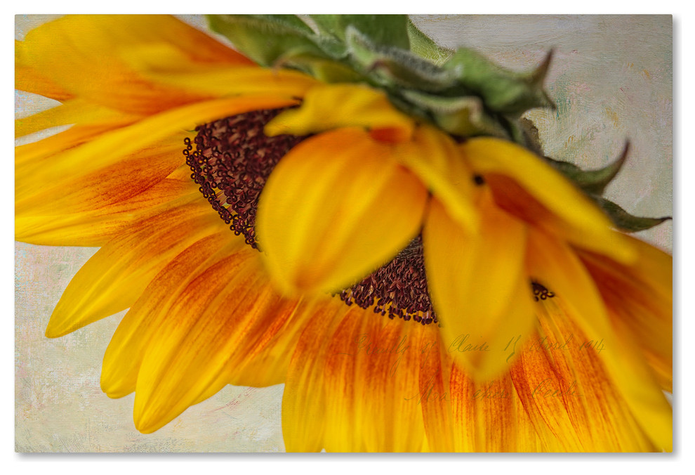 Bob Rouse 'Yellow Umbrella' Canvas Art, 12"x19" - Farmhouse - Prints ...