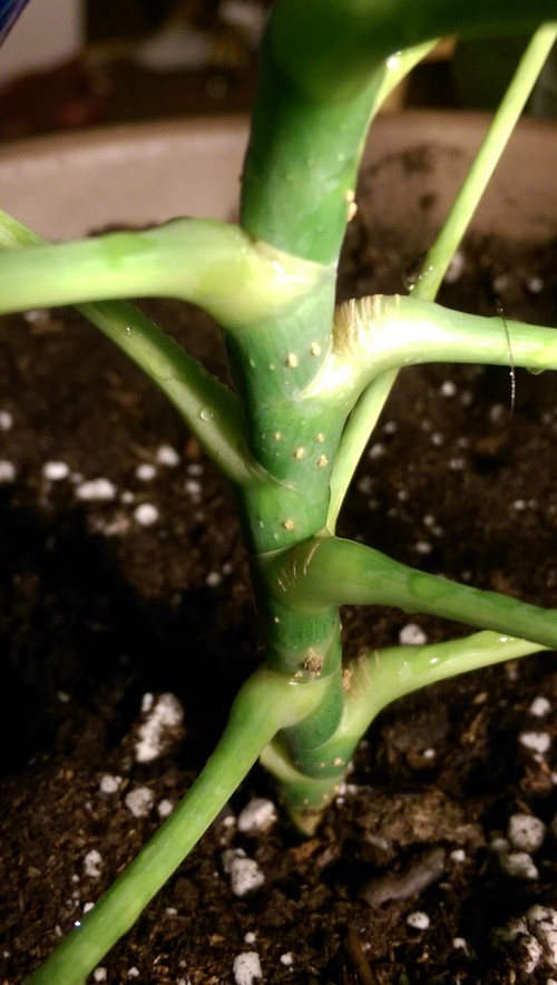 Bumps on stem of rooting umbrella plant